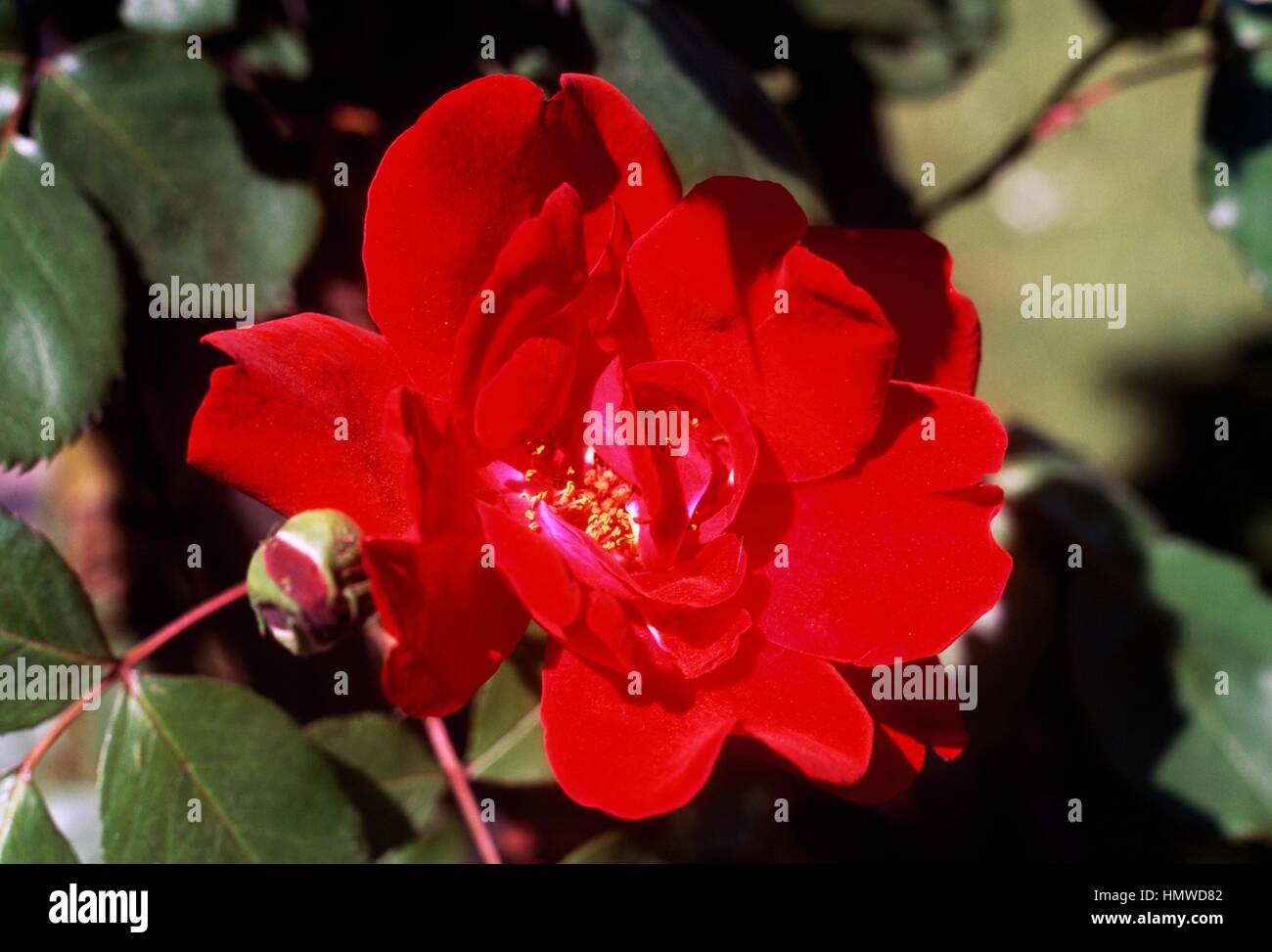 Messire hi-res stock photography and images - Alamy