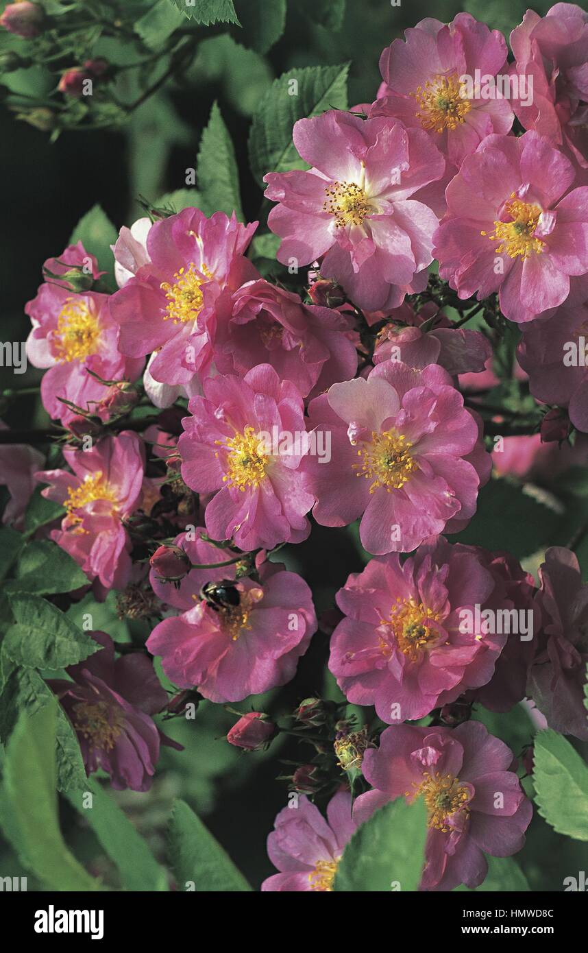 Botany - Rosaceae - Carolina rose Stock Photo - Alamy