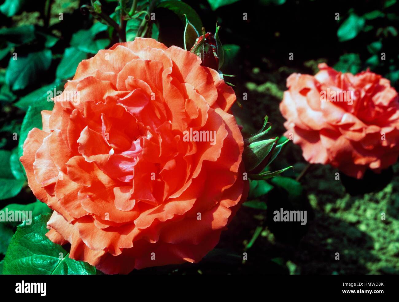 Rose (Rosa Nuage Parfume), Rosaceae Stock Photo - Alamy