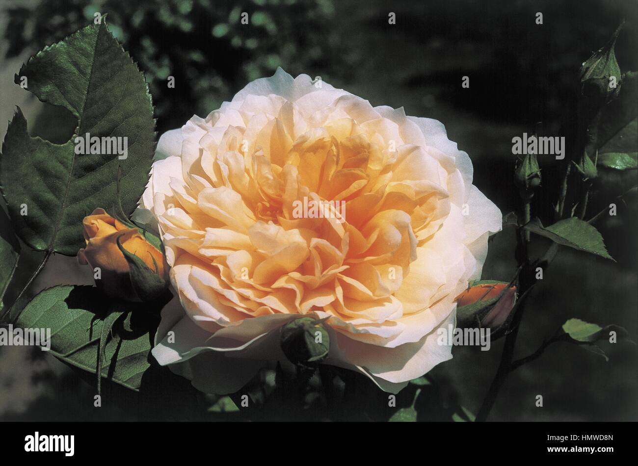 Botany - Rosaceae - Jayne Austin rose, var. "Ausbreack Austin Stock ...