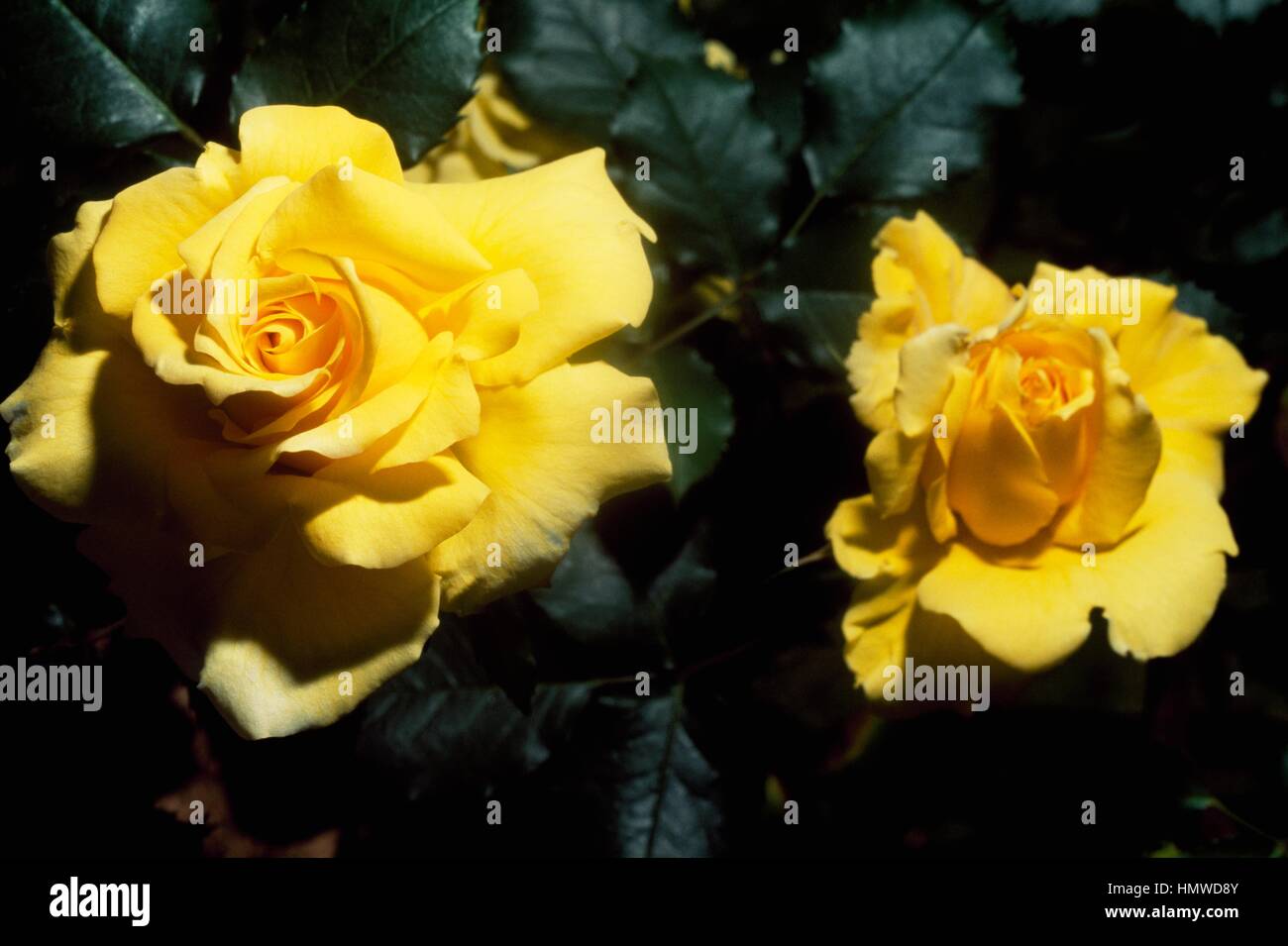 Rose (Rosa Rimosa), Rosaceae Stock Photo - Alamy