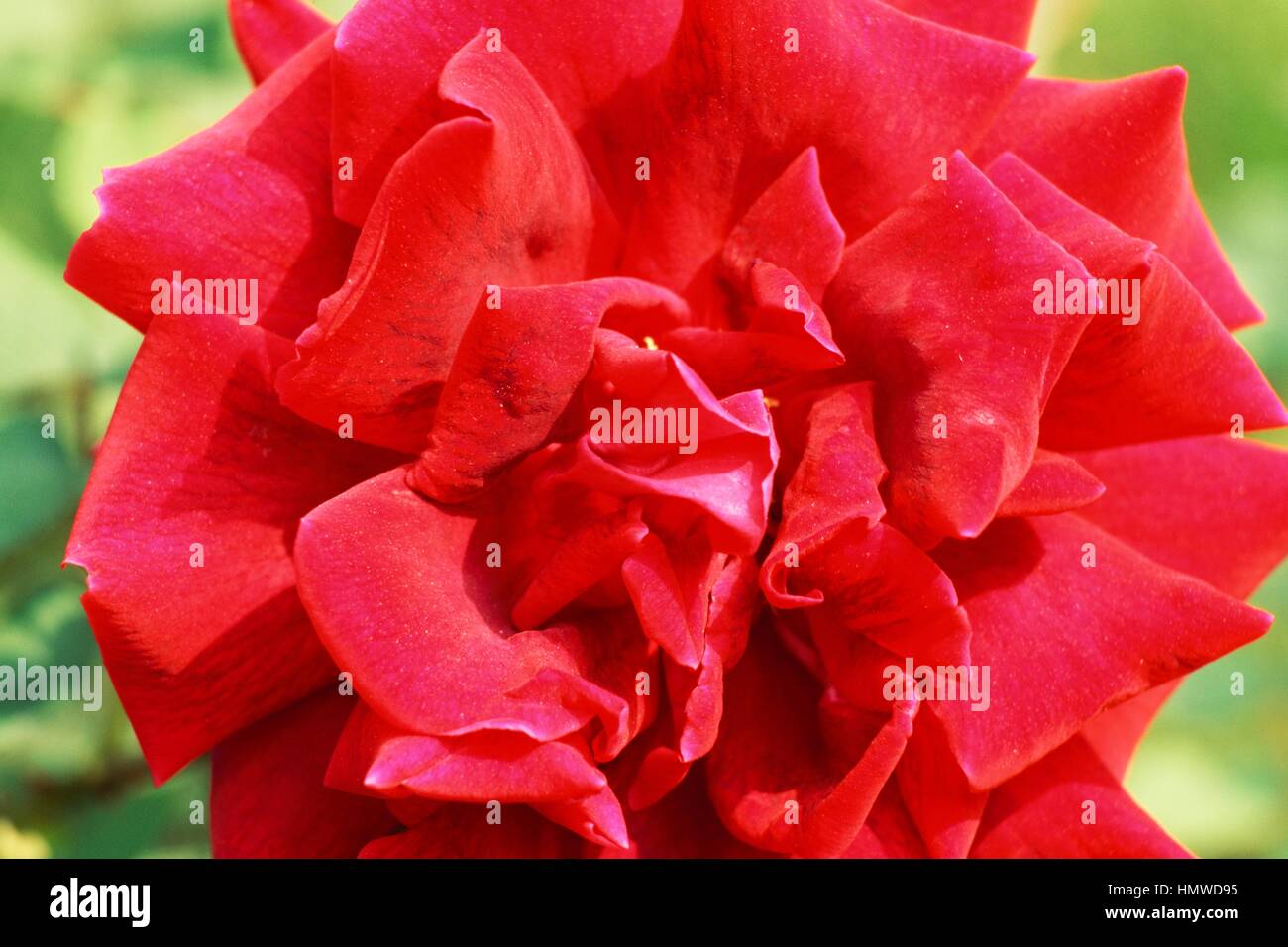 Rose (Rosa Crimson Glory), Rosaceae Stock Photo - Alamy