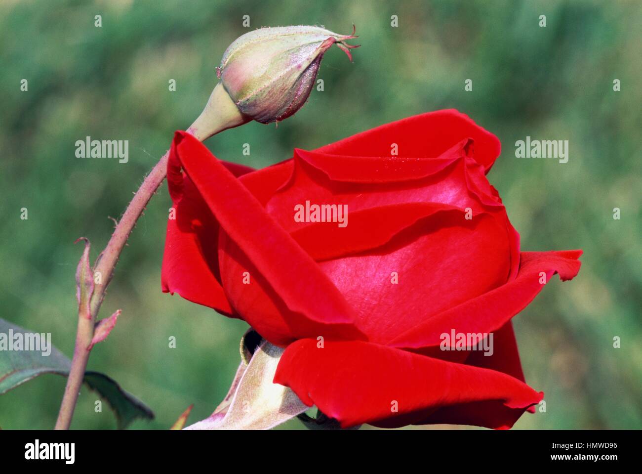 Crimson Glory Rose Bush