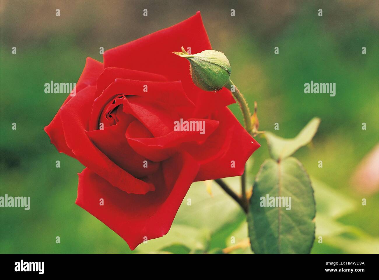 Botany - Rosaceae - Crimson Glory rose Stock Photo - Alamy
