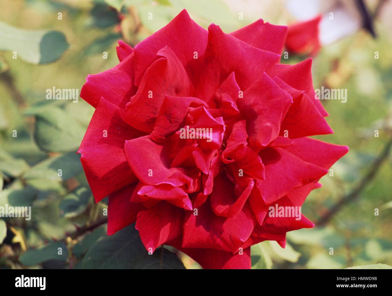 Crimson Glory Rose Bush