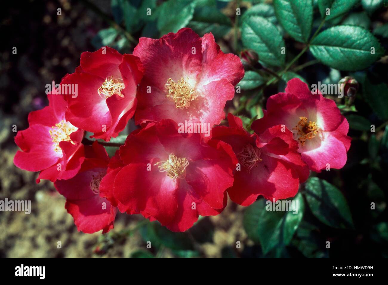 Rose rosa papa hemeray hi-res stock photography and images - Alamy