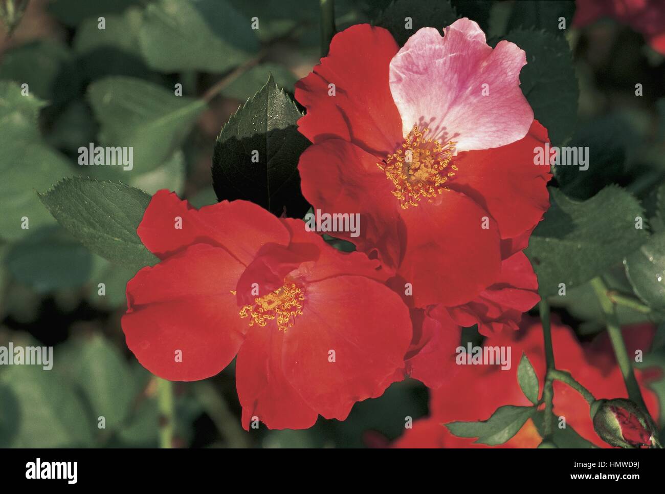 Botany - Rosaceae - Sarabande rose Stock Photo - Alamy