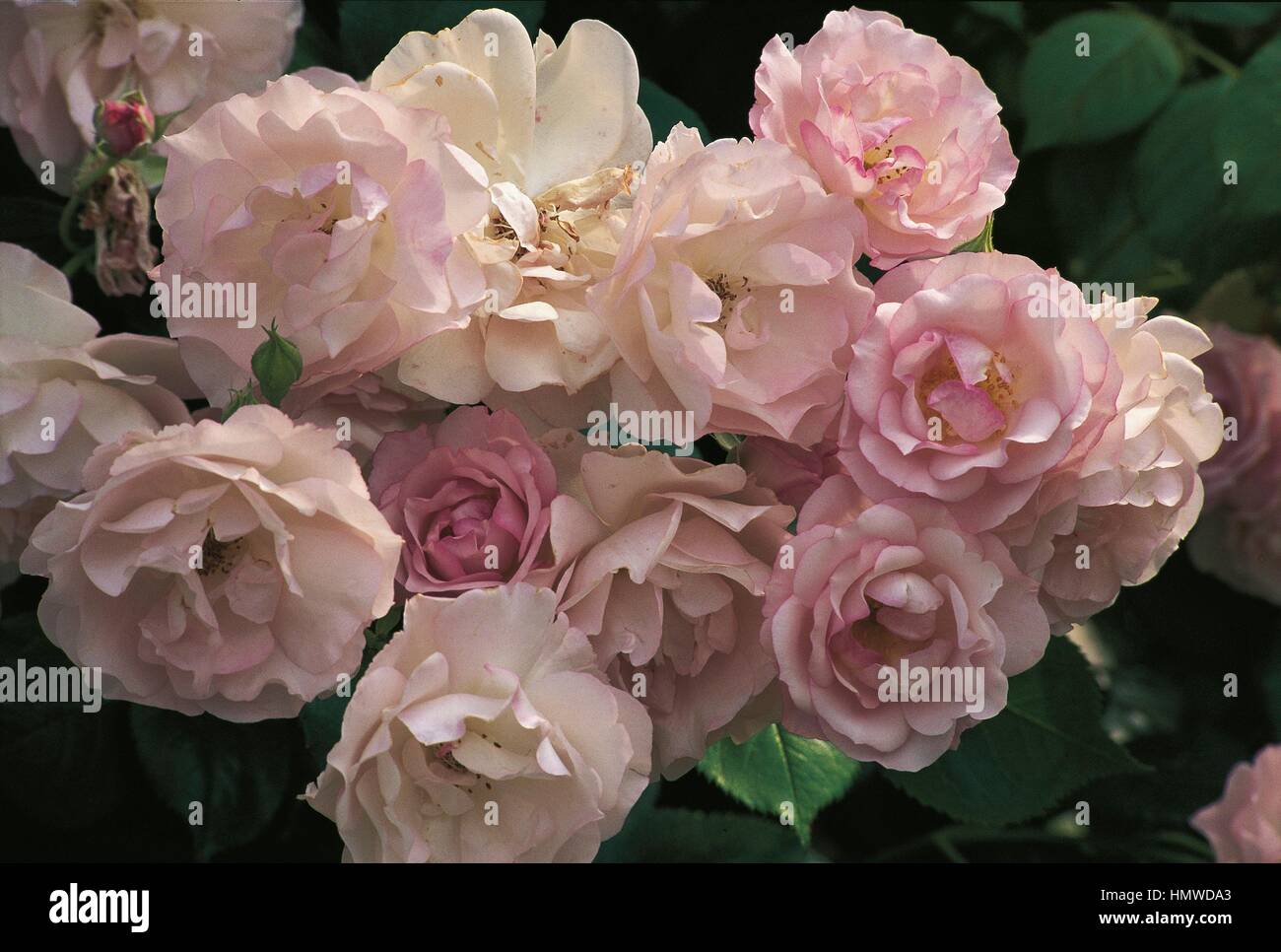 Botany - Rosaceae - Declic rose Stock Photo - Alamy