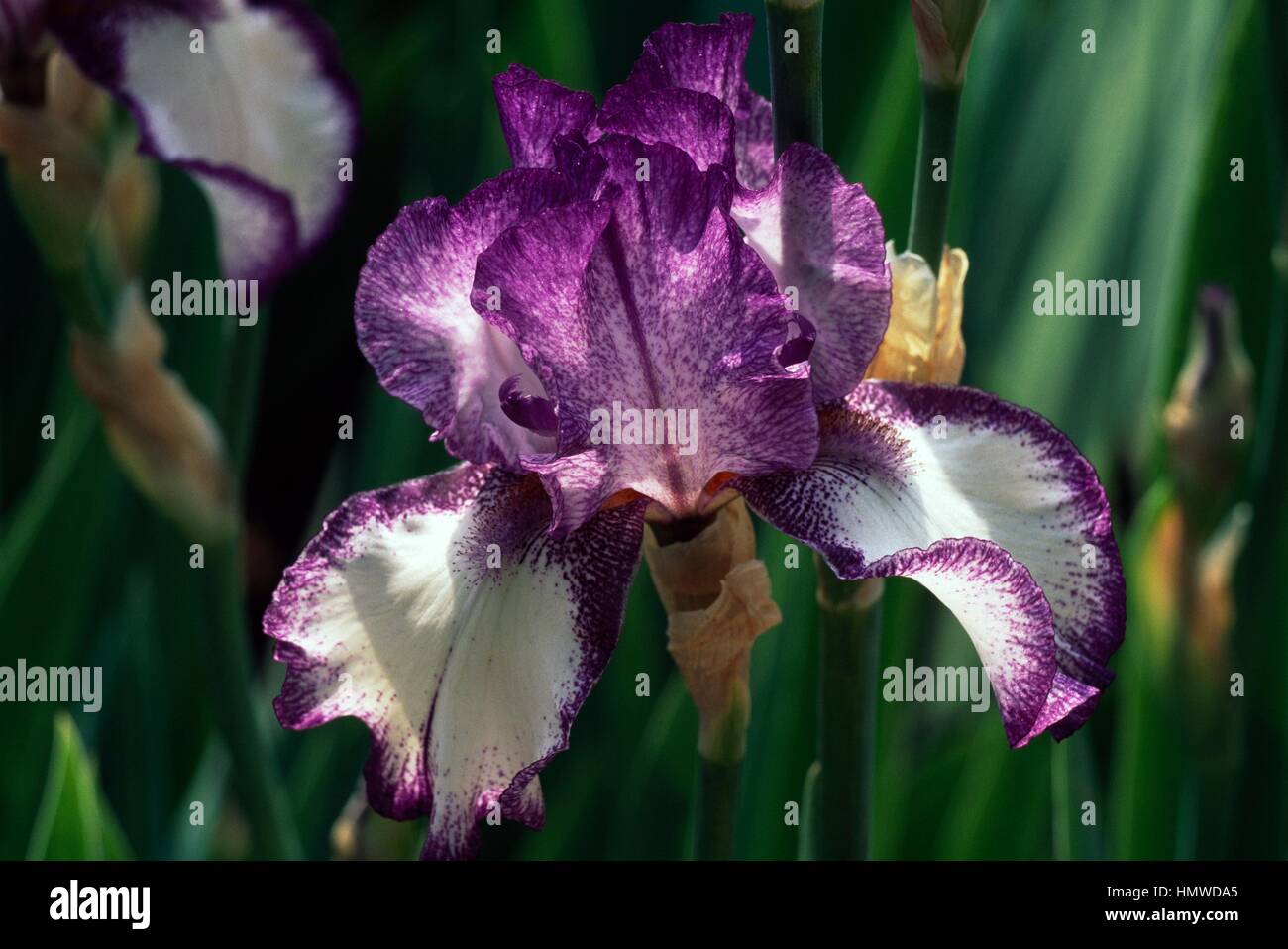 Tall bearded iris (Iris), Lavender sparkle, Iridaceae Stock Photo - Alamy