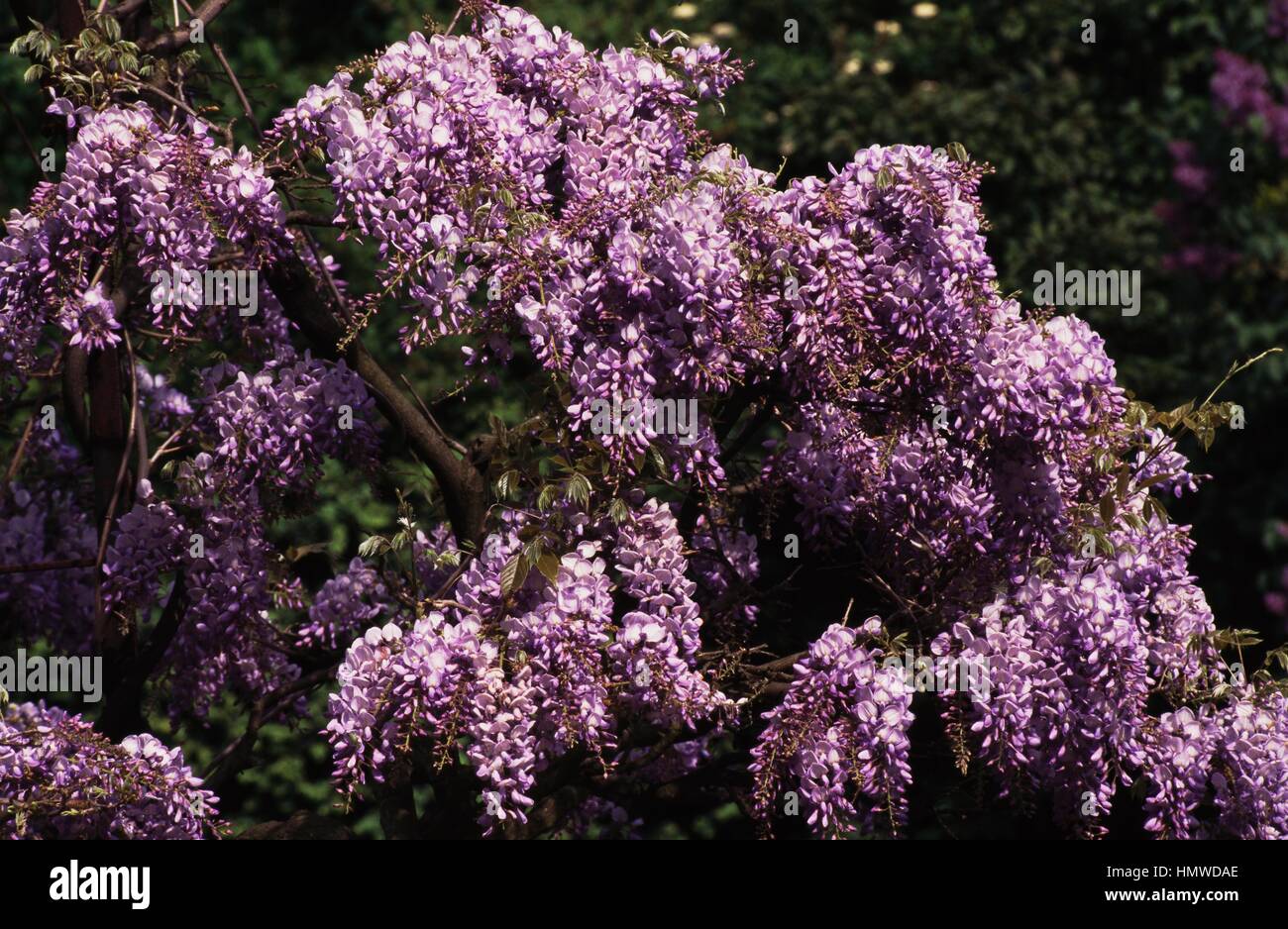 Chinese wisteria (Wistaria sinensis), Fabaceae Stock Photo - Alamy