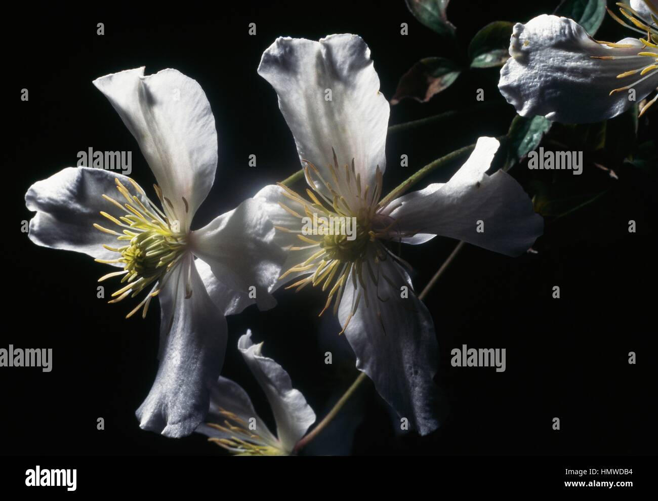 Clematis (Clematis spooneri), Ranunculaceae Stock Photo - Alamy