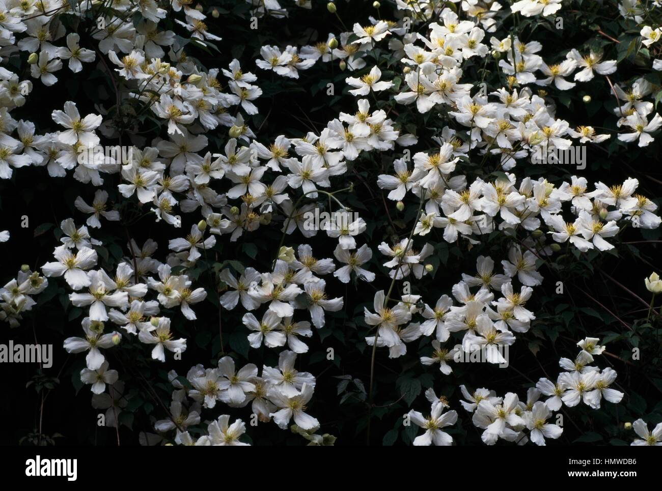 Clematis (Clematis spooneri), Ranunculaceae Stock Photo - Alamy