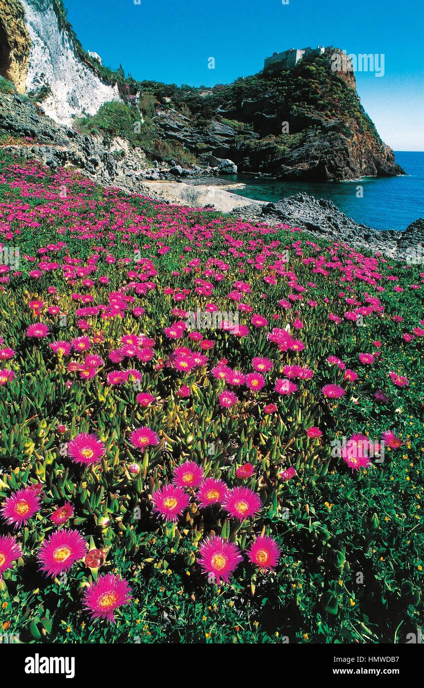 Flower bloom at Frontone Point, Ponza Island, Pontine Islands, Lazio ...