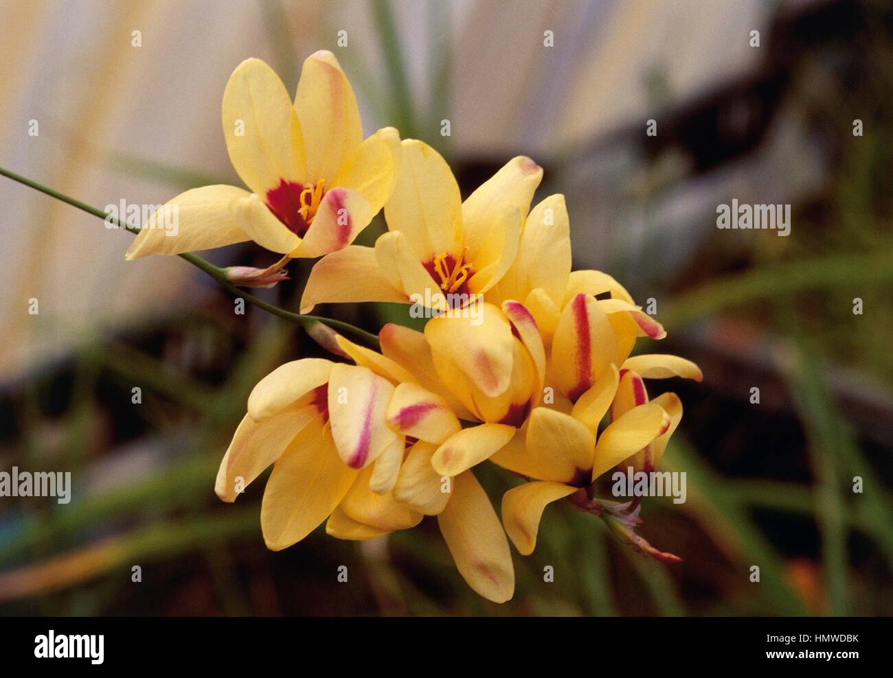 Ixia flower hi-res stock photography and images - Alamy