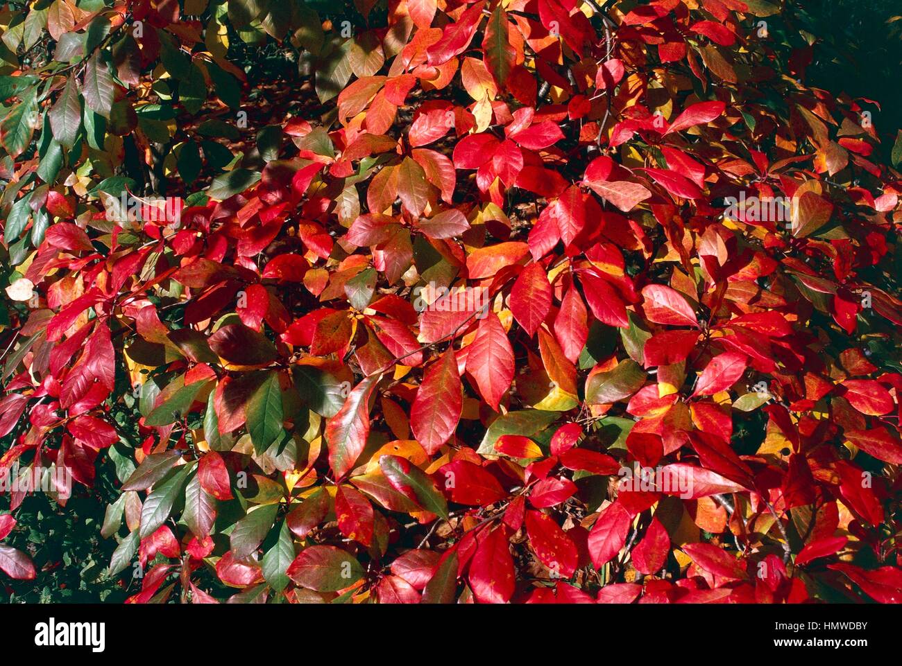 Nyssa sylvatica pendula hi-res stock photography and images - Alamy