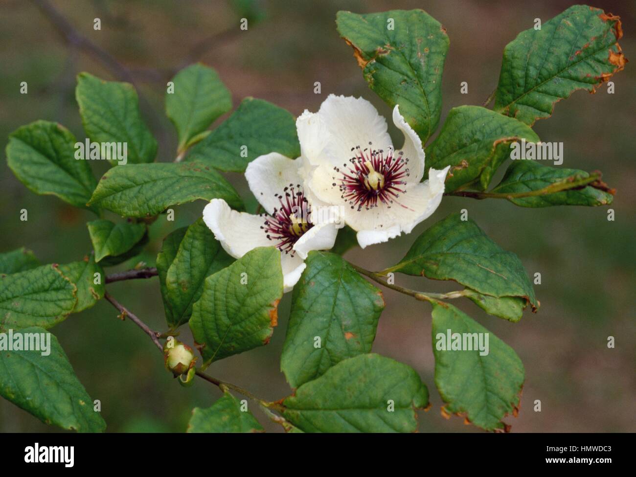 Virginia stewartia hi-res stock photography and images - Alamy