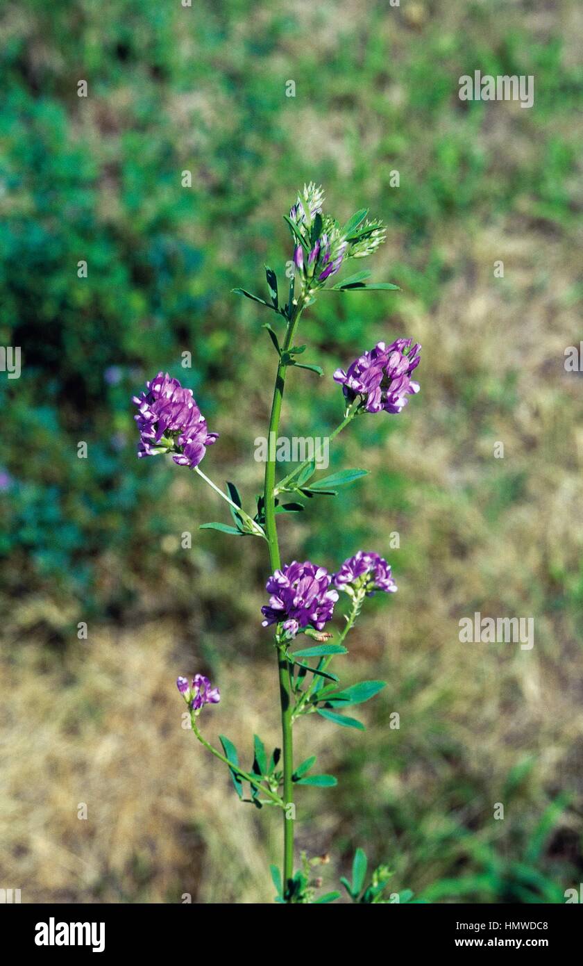 Alfalfa in bloom (Medicago sativa), Fabaceae Stock Photo - Alamy
