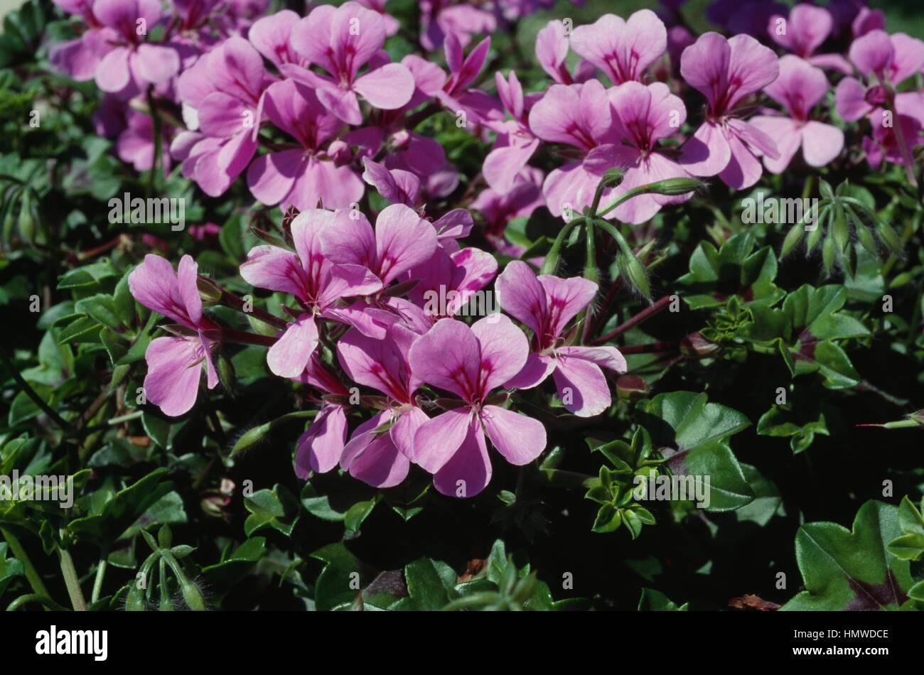 Geranium or Crane's bill (Pelargonium Balcon Lilas), Geraniaceae Stock ...