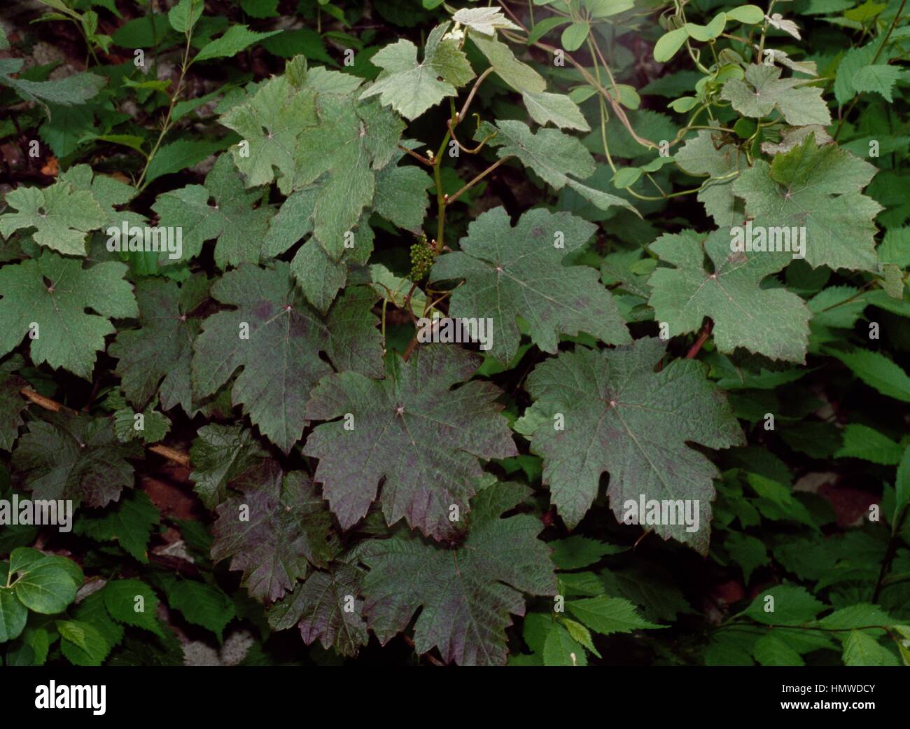 Purpleleaf Grape (Vitis vinifera Purpurea), Vitaceae Stock Photo - Alamy