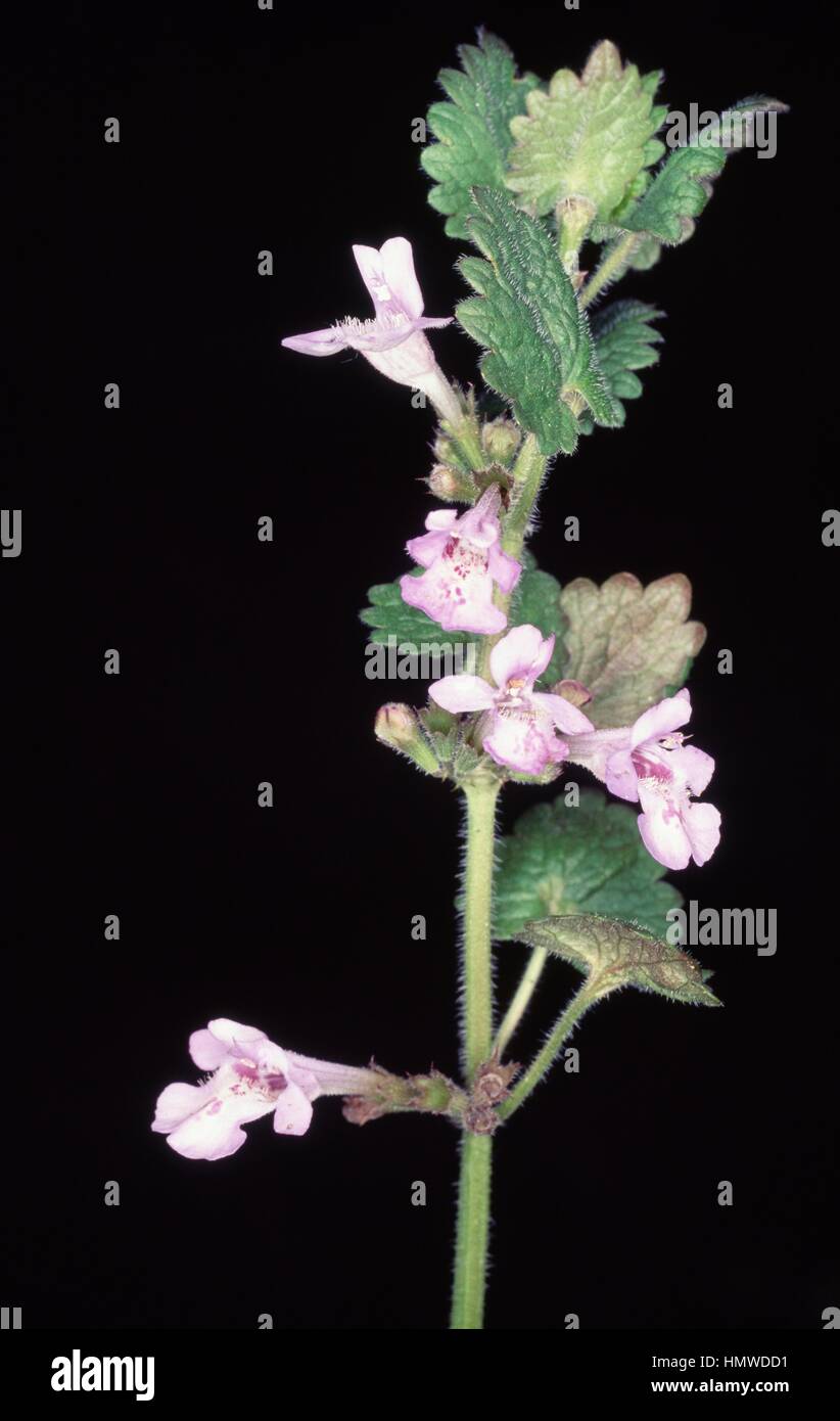 Wood calamint (Calamintha sylvatica), Lamiaceae Stock Photo - Alamy