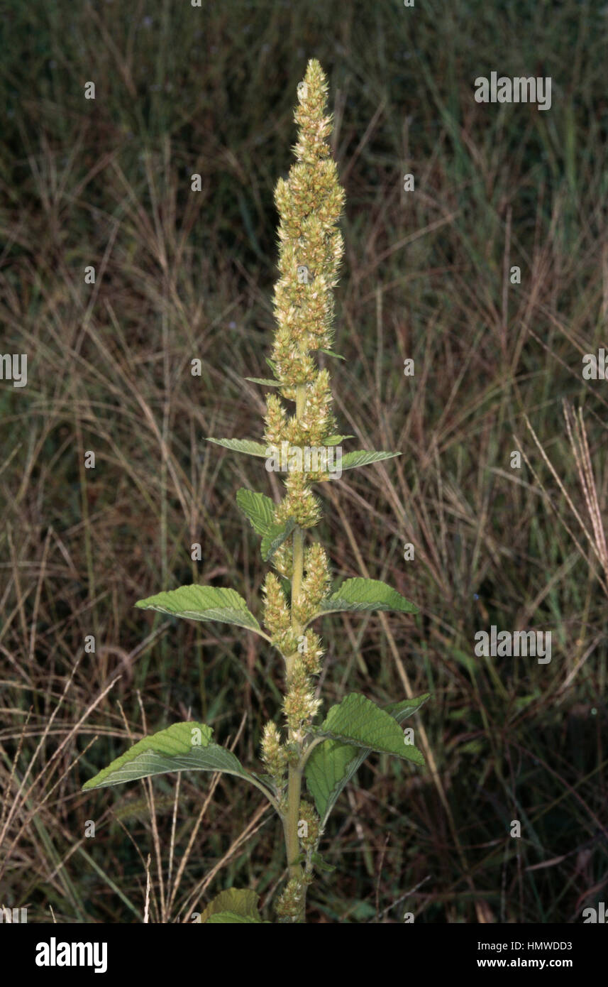 Common amaranth inflorescence (Amaranthus retroflexus), Amaranthaceae ...