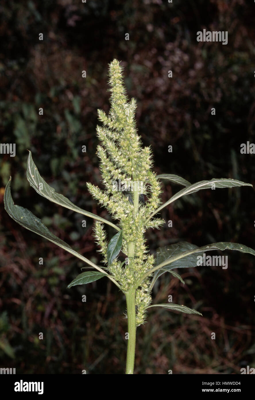 Common amaranth inflorescence (Amaranthus retroflexus), Amaranthaceae ...
