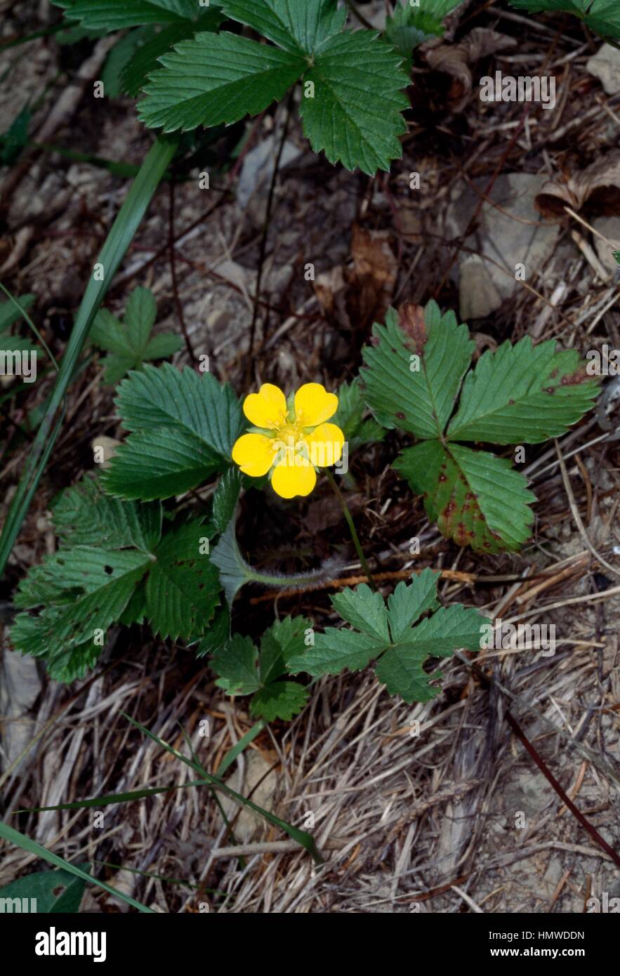 Creeping cinquefoil potentilla reptans hi-res stock photography and ...