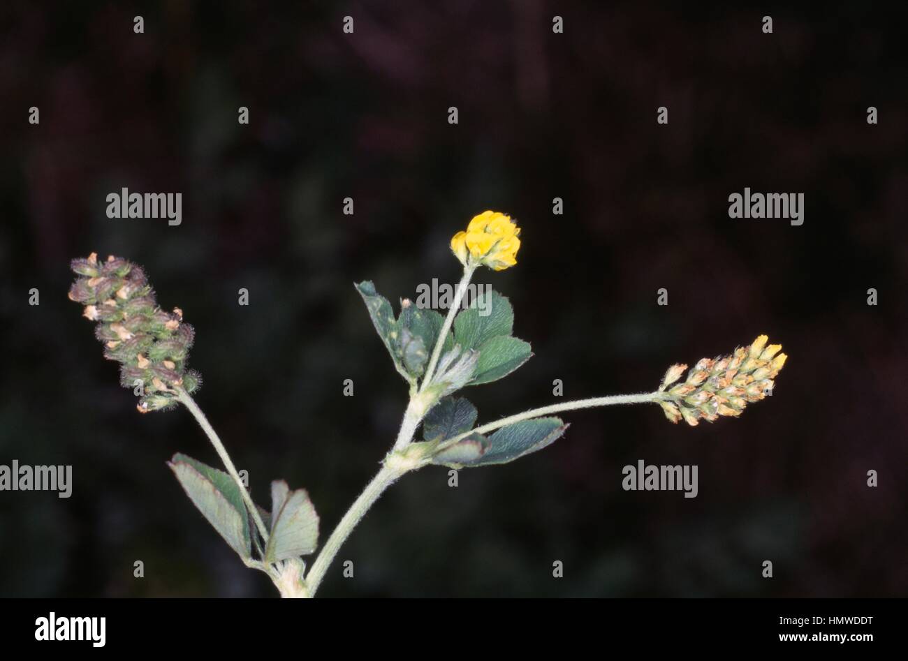 Red Clover (Trifolium pratense), Fabaceae Stock Photo - Alamy