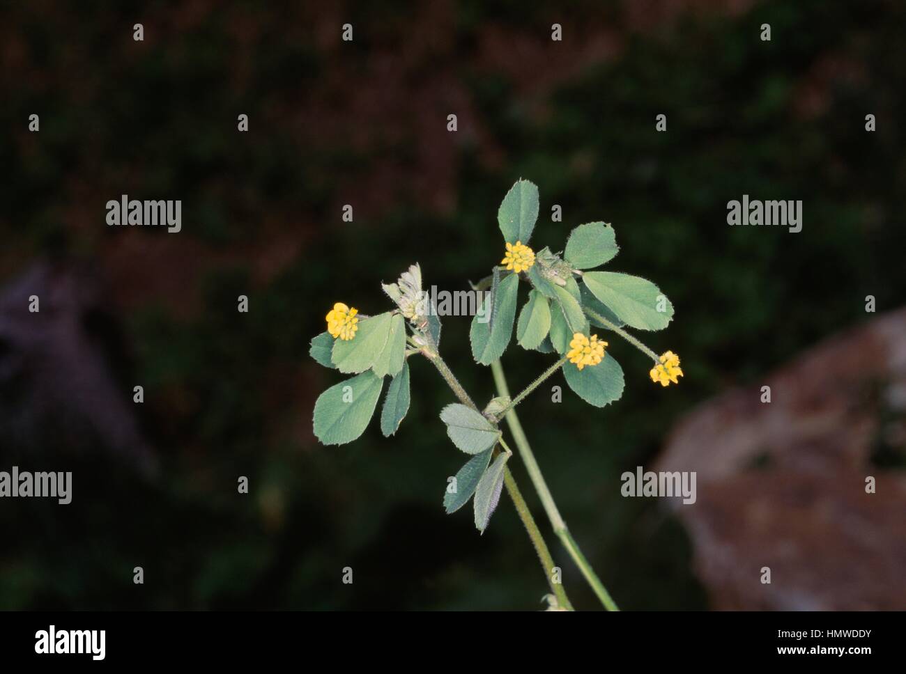 Red Clover (Trifolium pratense), Fabaceae Stock Photo - Alamy