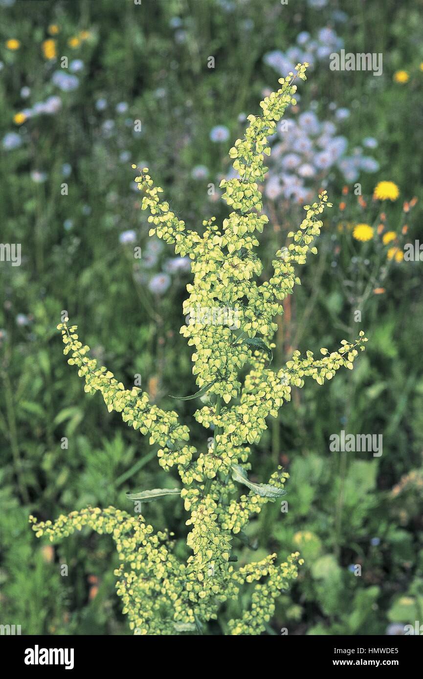 Botany - Polygonaceae - Curly dock (Rumex crispus Stock Photo - Alamy