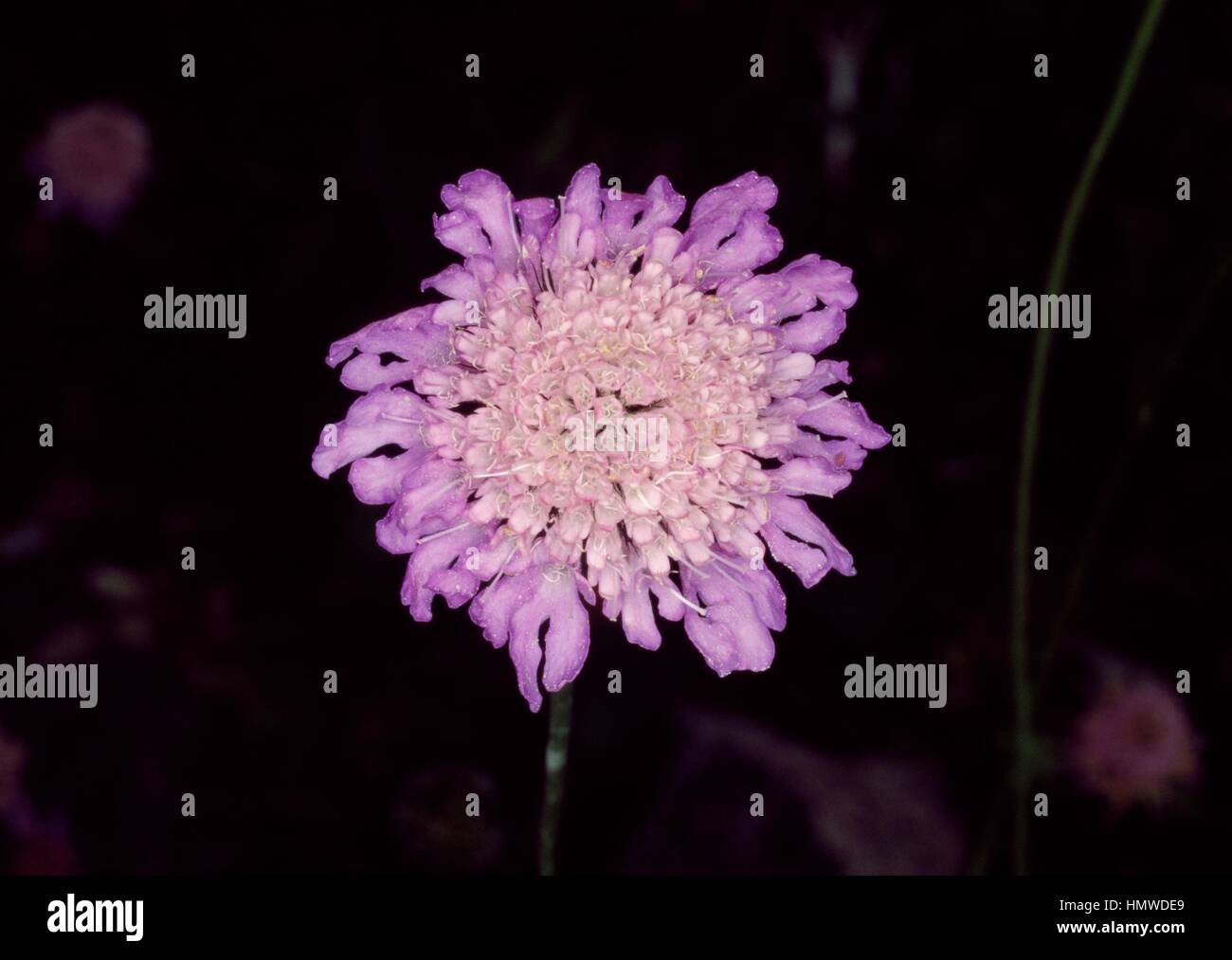 Small Scabious (Scabiosa columbaria), Caprifoliaceae Stock Photo - Alamy
