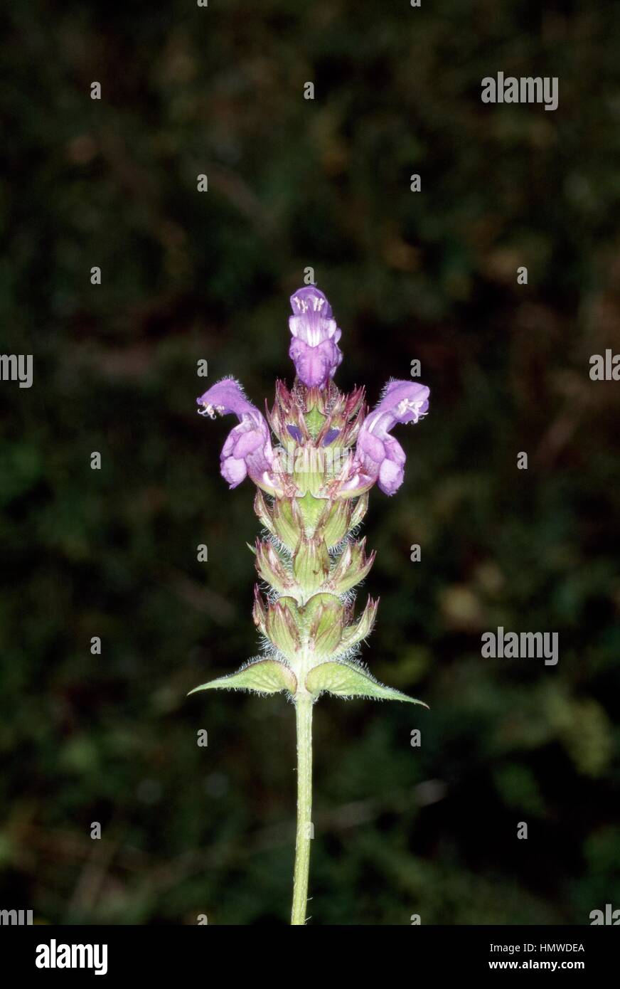 Common self-heal or heal-all (Prunella vulgaris), Lamiaceae Stock Photo ...