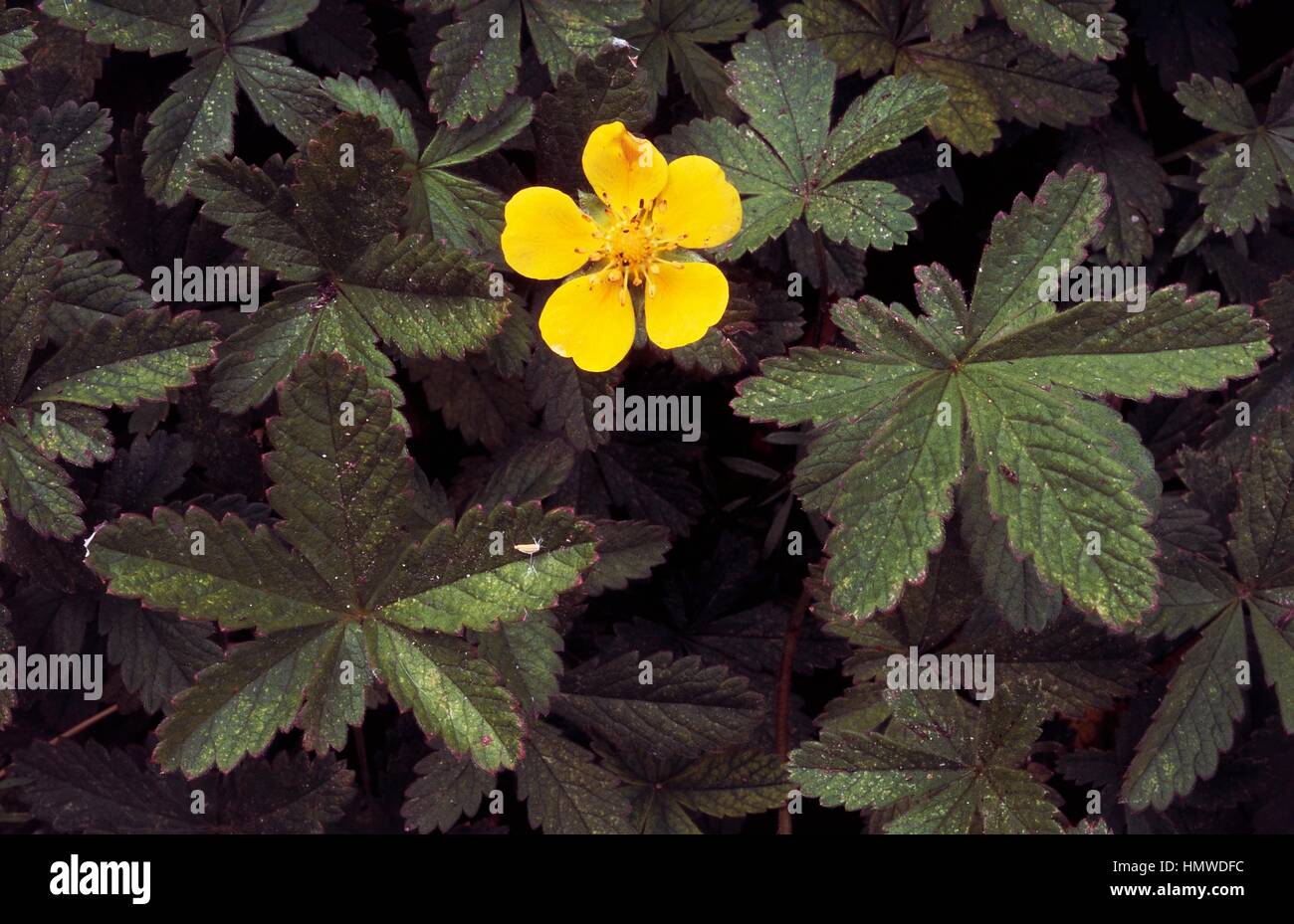 Creeping Cinquefoil (Potentilla reptans), Rosaceae Stock Photo - Alamy