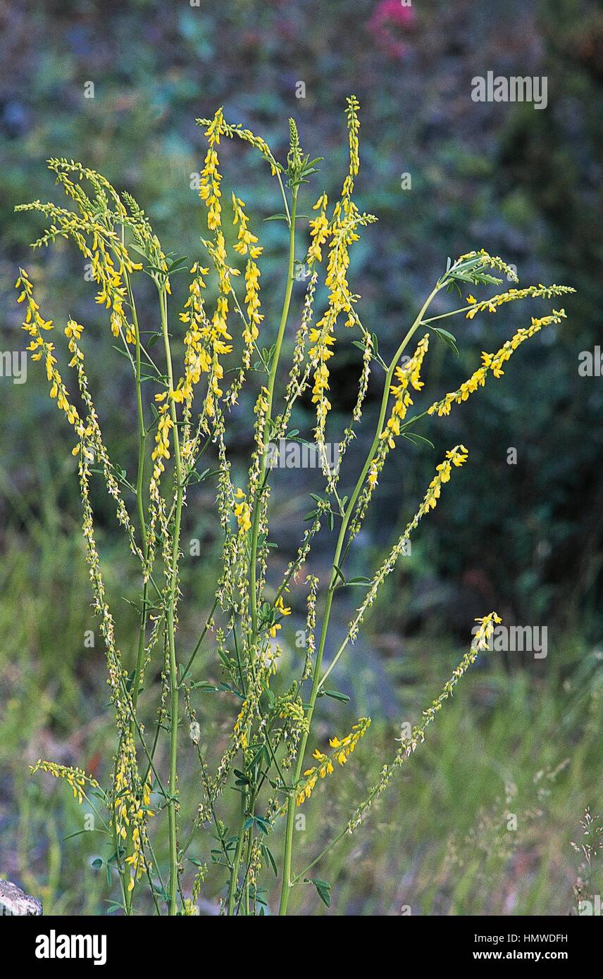 Yellow sweetclover in bloom (Melilotus officinalis), Fabaceae Stock ...