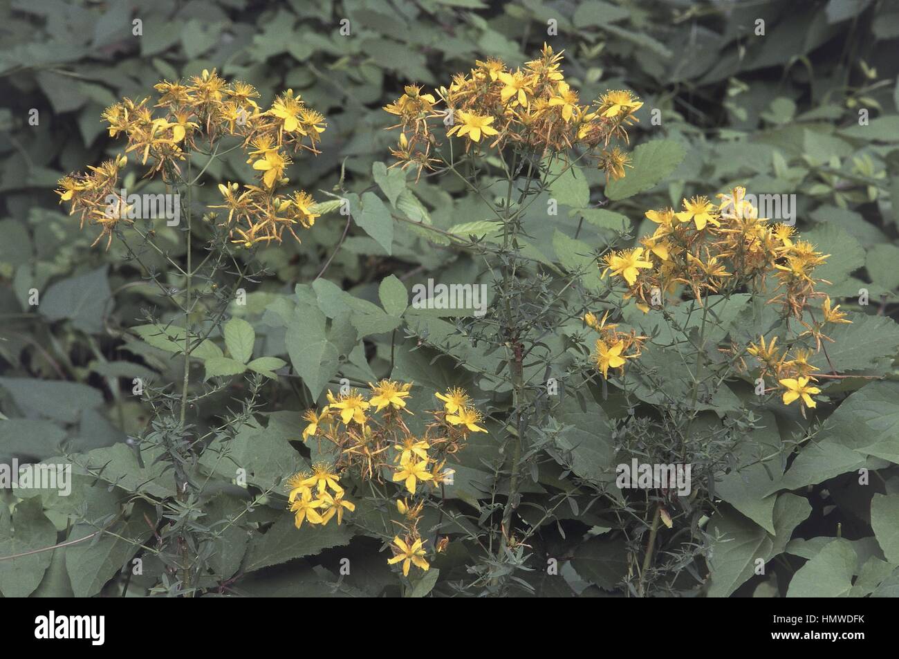 Botany - Clusiaceae (or Guttiferae) - Common St. Johnswort (Hypericum ...
