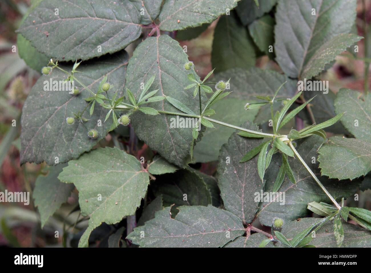 Stickywilly, Cleavers or Bedstraw (Galium aparine) on Rubus ulmifolius ...
