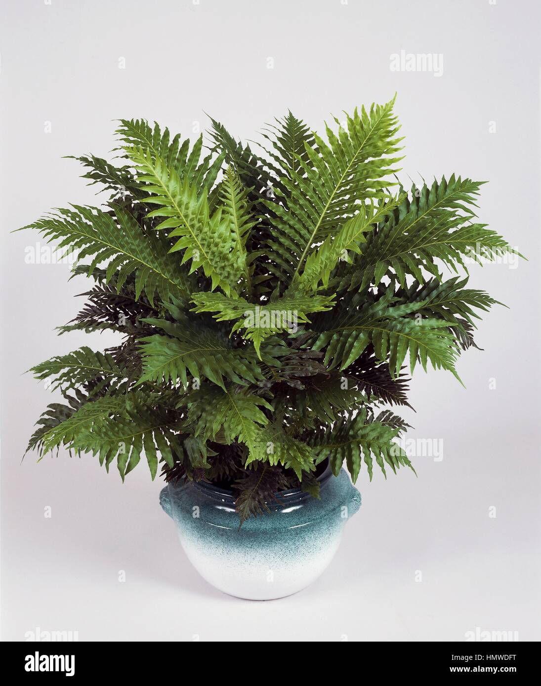Silver lady or Dwarf tree fern (Blechnum gibbum), Blechnaceae Stock ...
