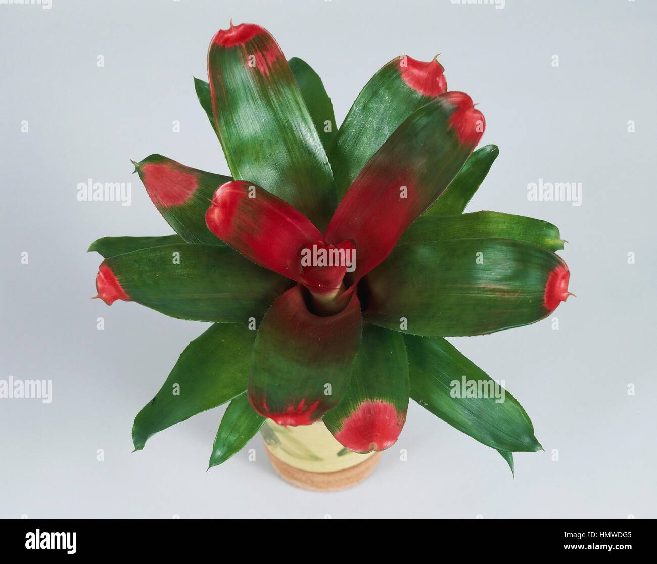 Blushing bromeliad (Neoregelia carolinae Meyendorffii), Bromeliaceae ...