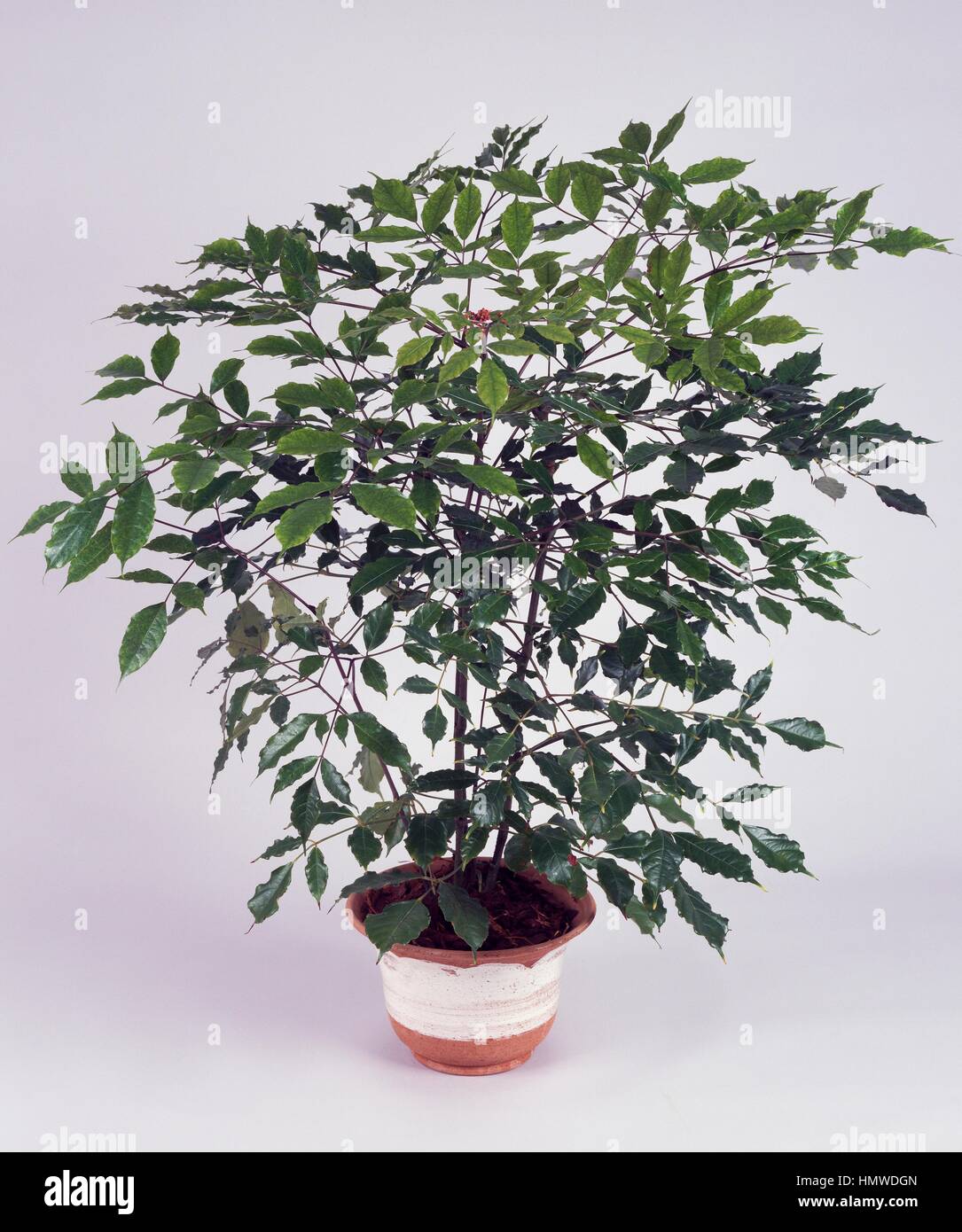 Leea (Leea guineensis), Vitaceae Stock Photo - Alamy