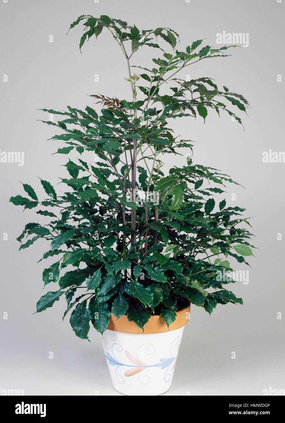 Leea (Leea guineensis), Vitaceae Stock Photo - Alamy
