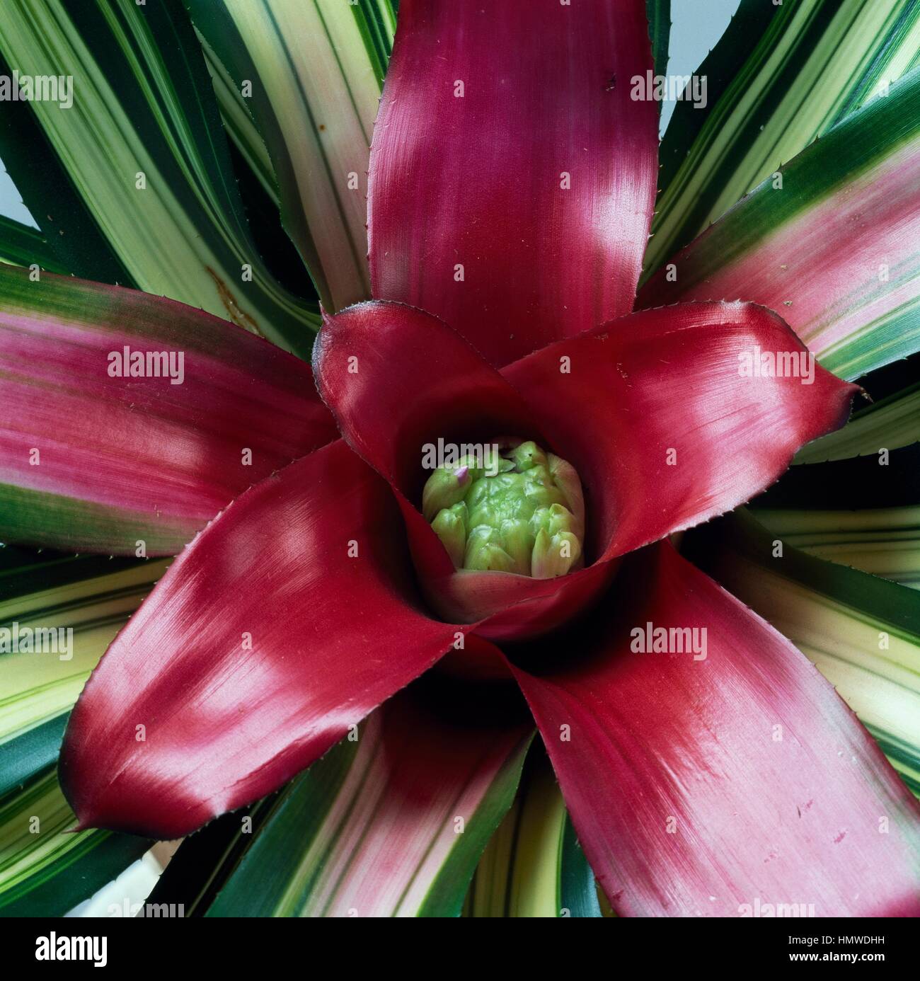 Blushing bromeliad (Neoregelia carolinae Tricolor Perfecta ...