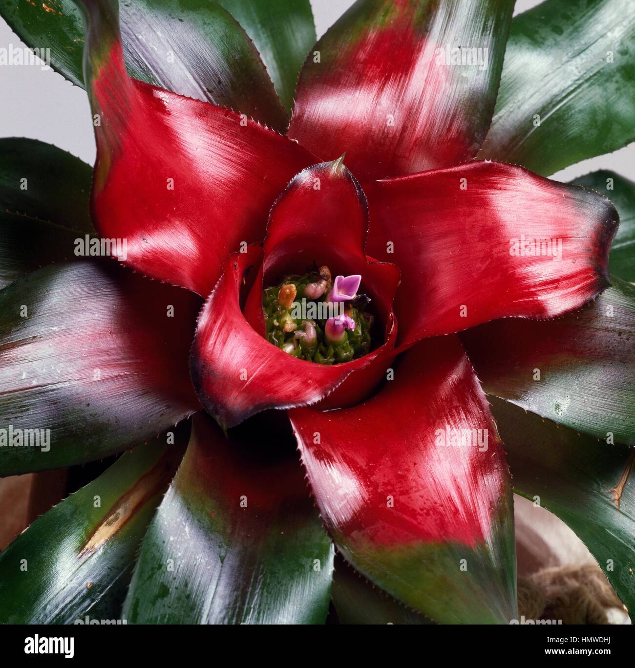 Blushing bromeliad (Neoregelia carolinae Meyendorffii), Bromeliaceae ...