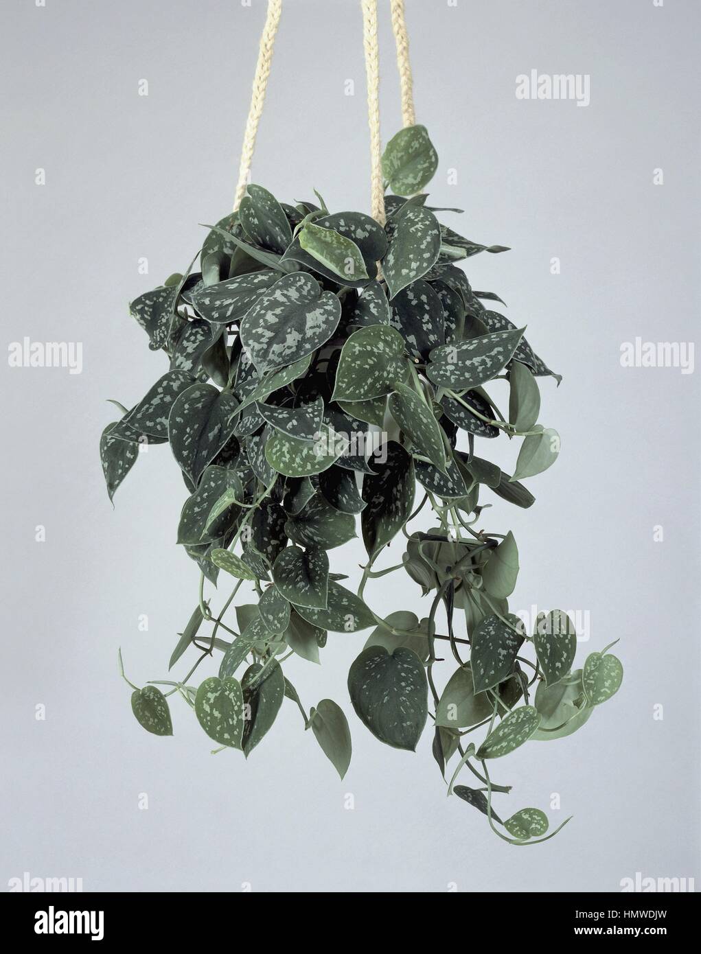 Houseplants - Araceae - Scindapsus pictus argyraeus Stock Photo - Alamy