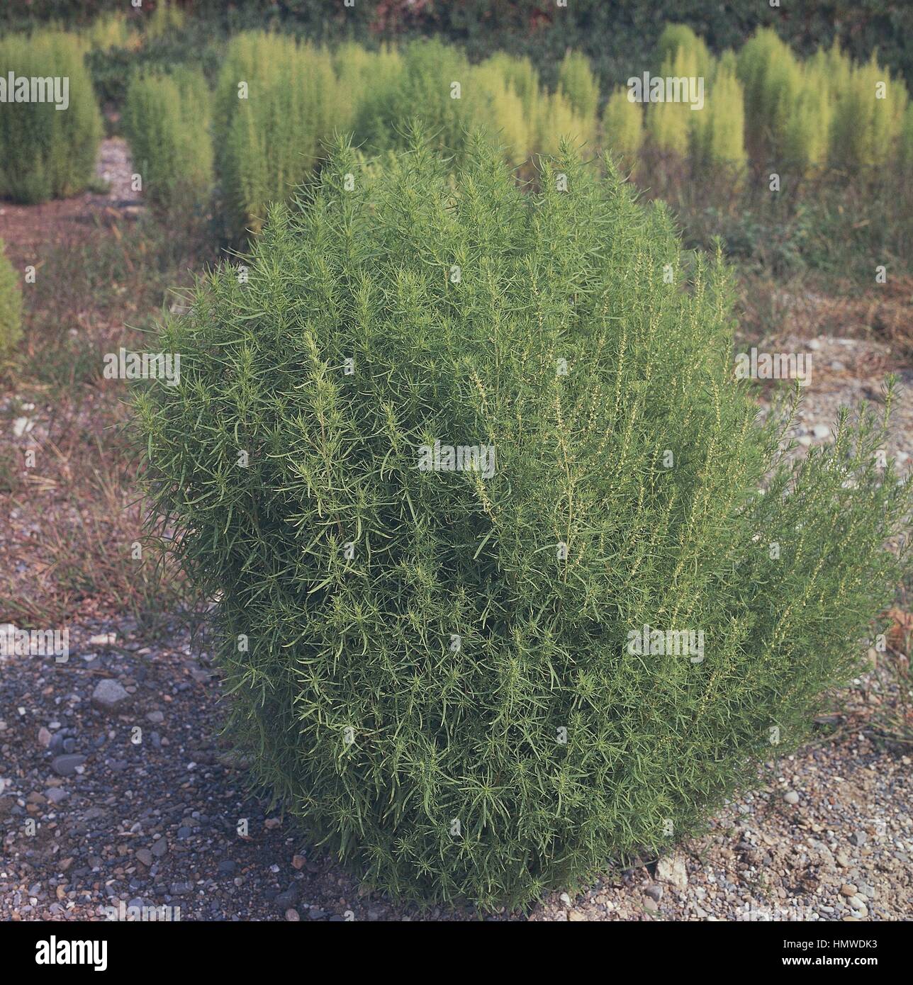 Burning bush (Kochia scoparia var Trichophylla), Chenopodiaceae Stock ...