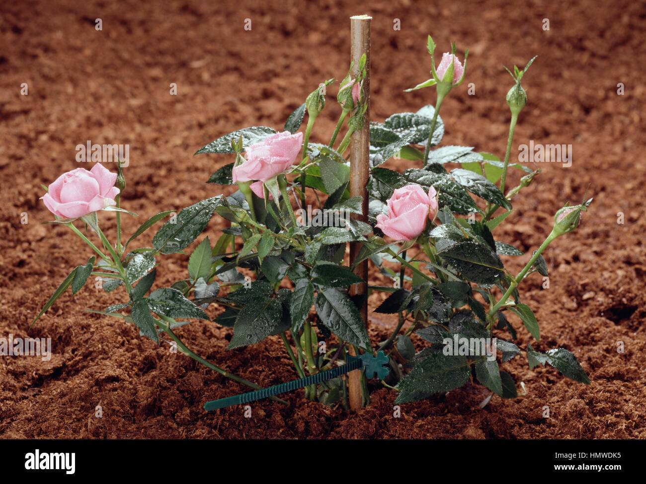 Growing rose plant supported by garden ties Stock Photo - Alamy