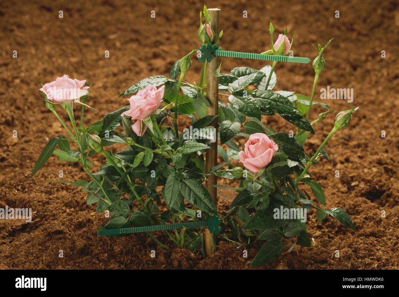 Bands for plants Stock Photo - Alamy