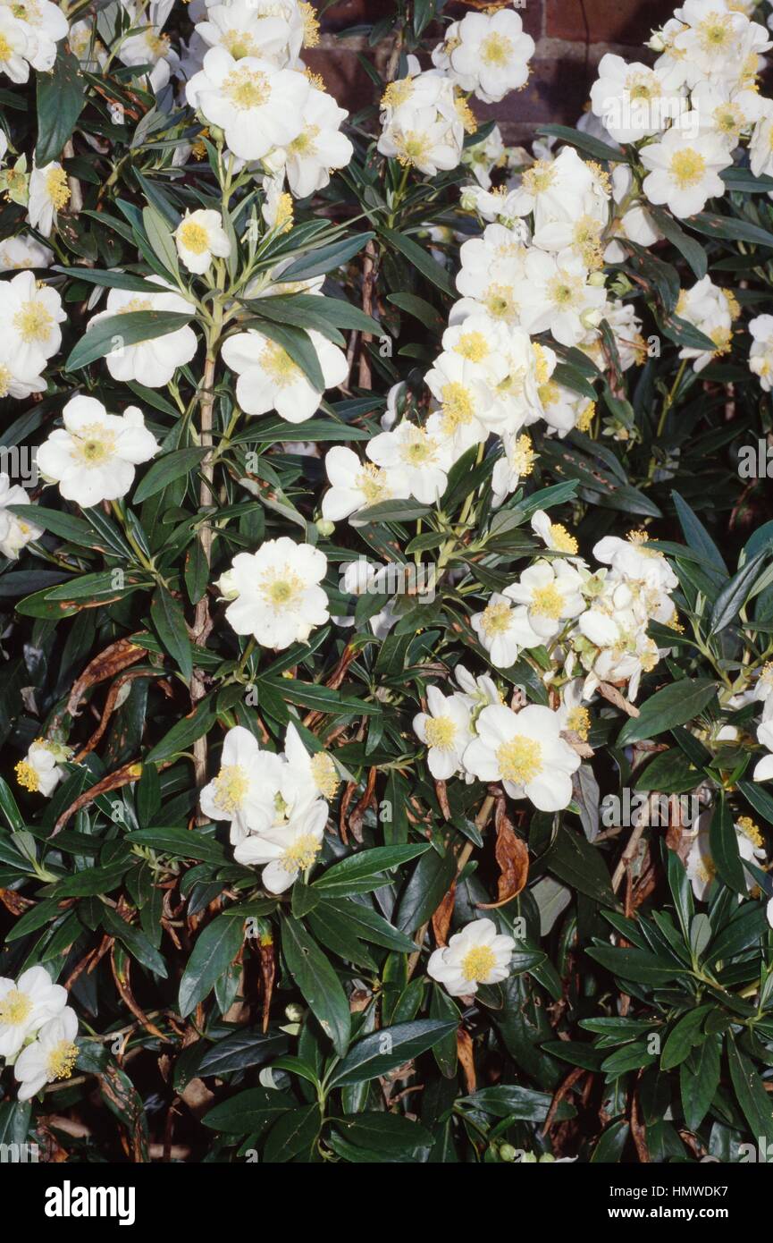 Bush anemone (Carpentiera californica), Hydrangeaceae Stock Photo - Alamy