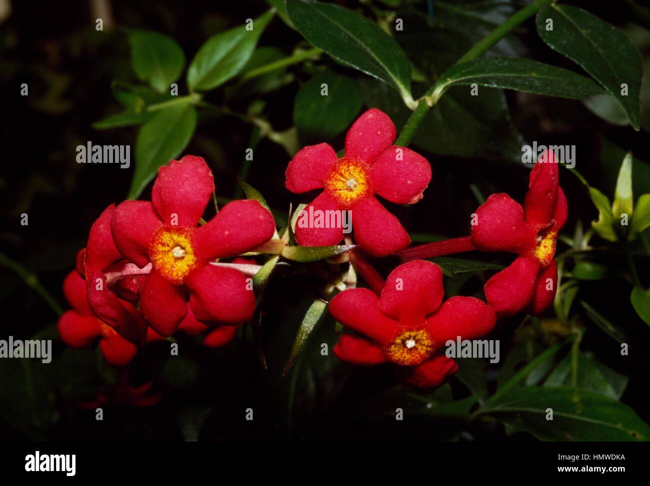 Rondeletia strigosa o Rovaeanthus strigosus, Rubiaceae Stock Photo - Alamy