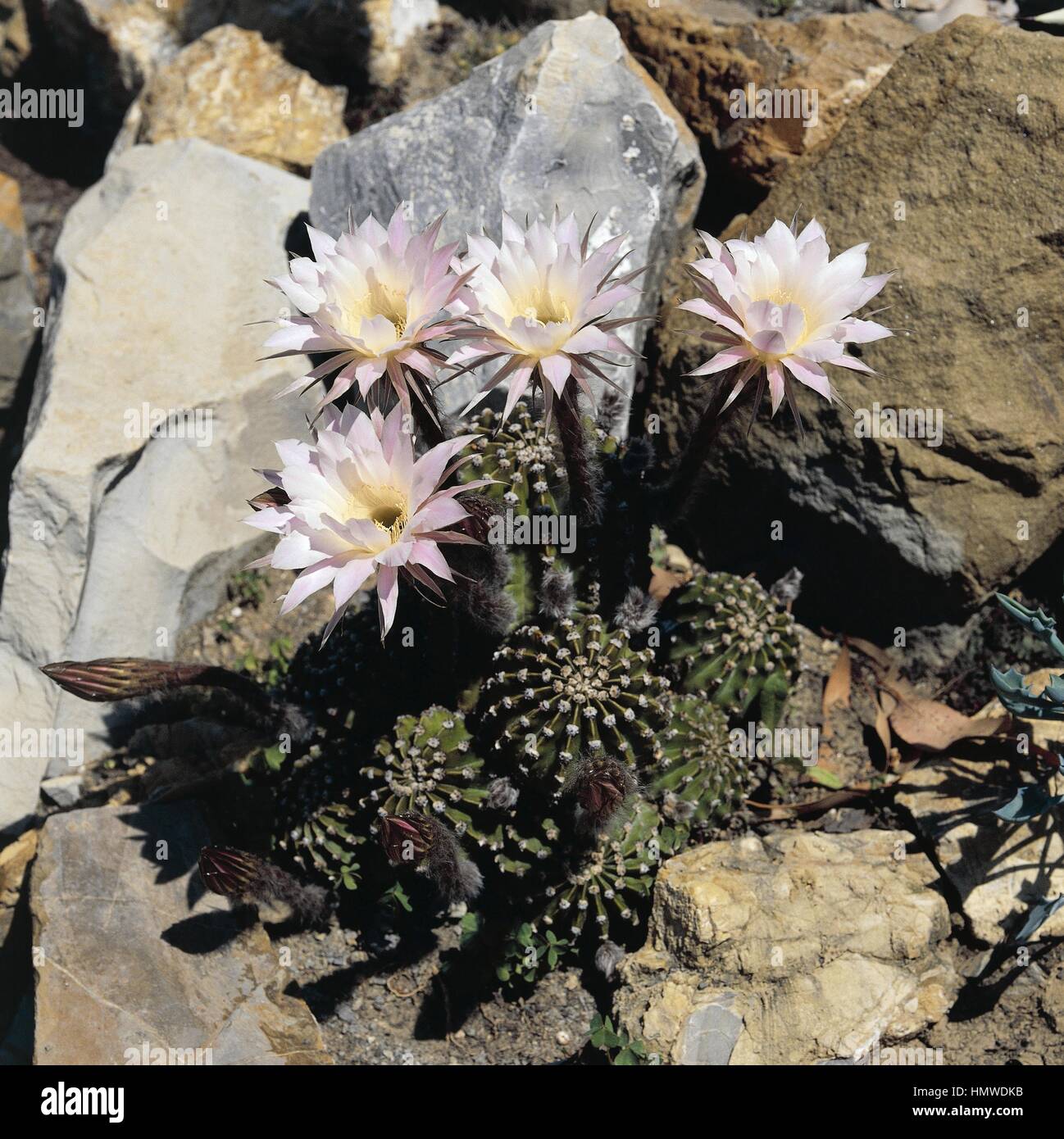 Easter lily cactus (Echinopsis Stock Photo - Alamy