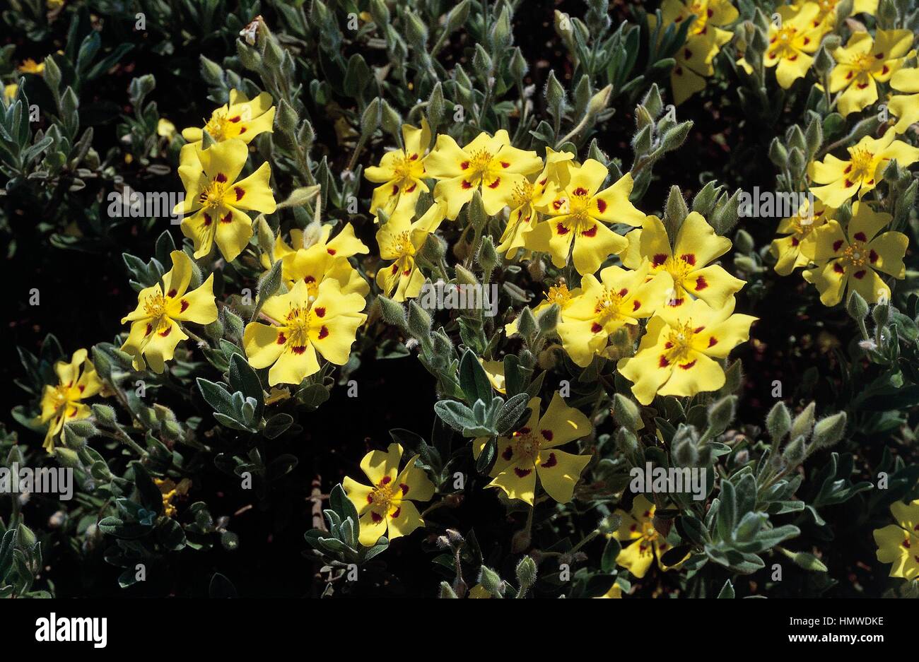 Woolly rock rose (Halimium iasianthum formosumm), Cistaceae Stock Photo ...